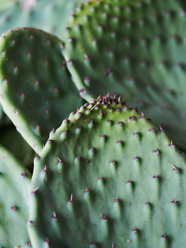How To Prepare Nopales (Cactus Pads) | by Muy Delish